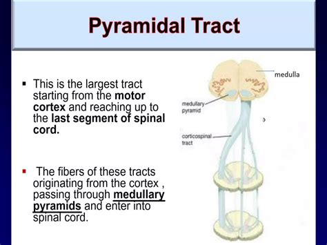 Image result for Extrapyramidal Cortex