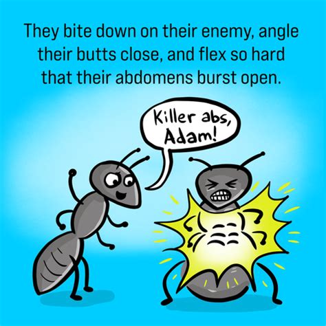 Image result for Exploding Ants No Commentary