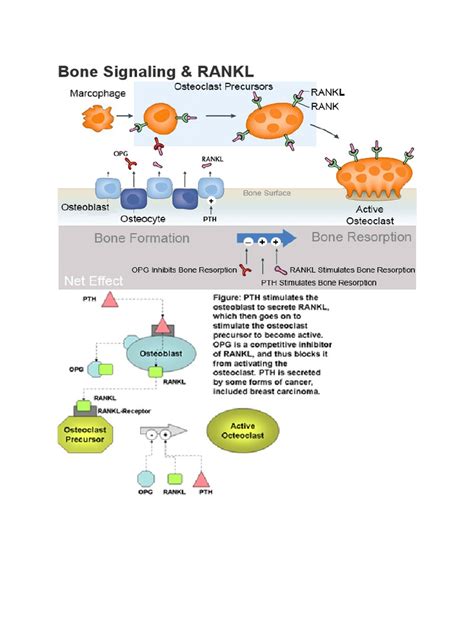 Image result for Bone Formation Signaling Pathway