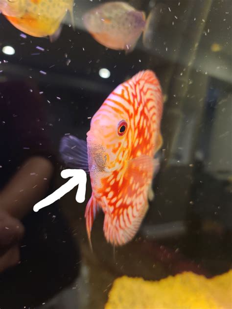 Image result for Red Eagle Discus