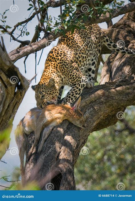 Image result for Leopard Eating