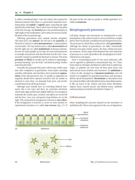 Image result for Types of Morphological Processes PDF