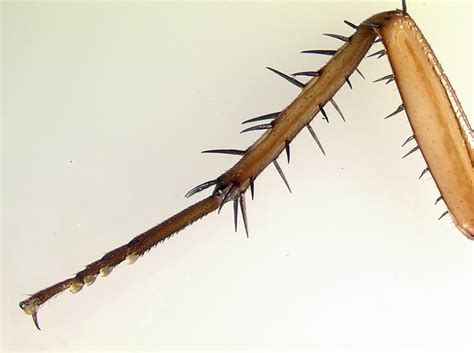 UF/IFAS Cockroach Photographs CD-ROM