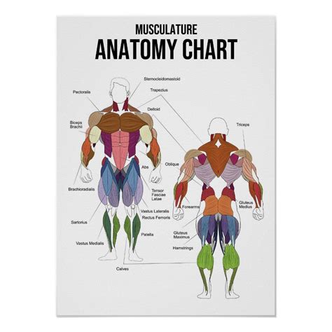 Image result for Body Building Muscle Chart