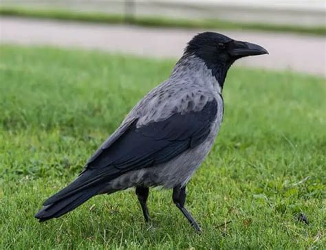Image result for Crow Types