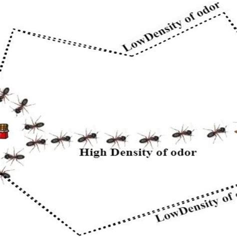 Image result for Ant Colony Optimization Using MATLAB