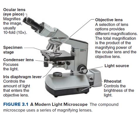 Image result for Light Microscope Magnification