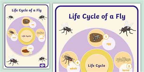 Image result for Fly Life Cycle