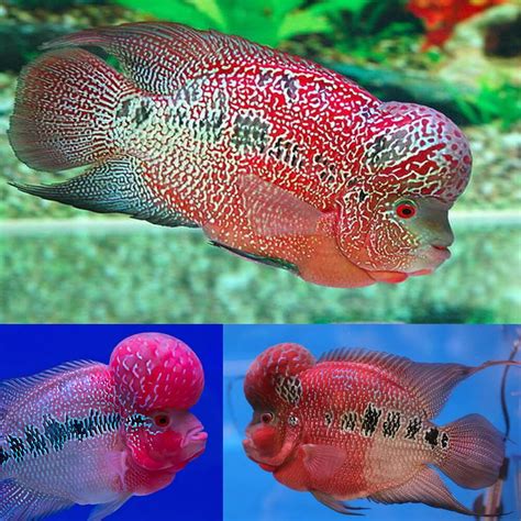 Image result for Live Discus Fish