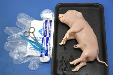Image result for Fetal Pig Dissection Tutorial