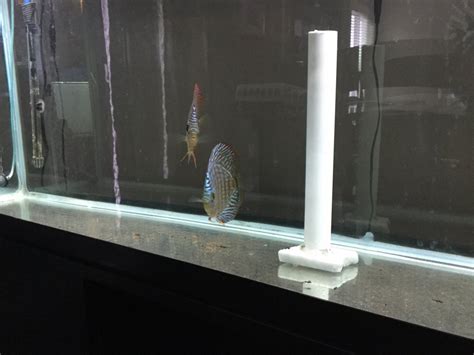 Image result for Discus Fish Breeding