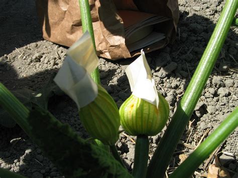 Image result for Examples of Self Pollination