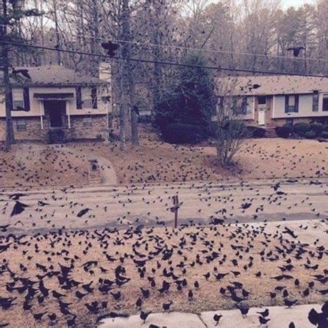 Image result for Counting Crows Meme