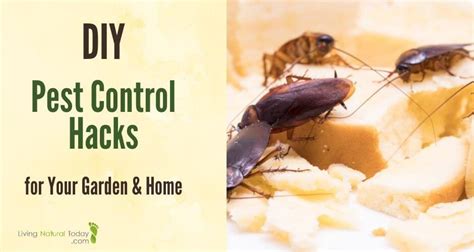 Image result for Pest Control Tips