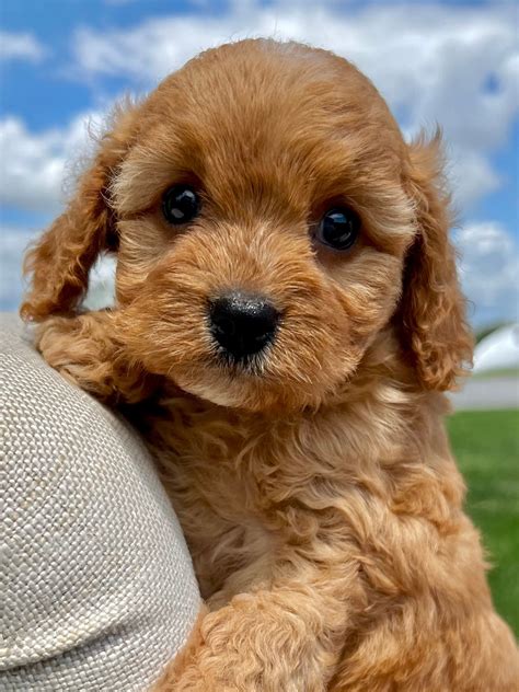 Image result for Sheltie Cavapoo Puppy
