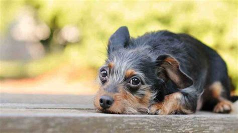 Image result for Dogs Back Legs Shake