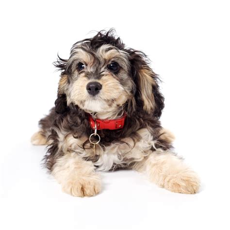 Image result for Cavapoo All White