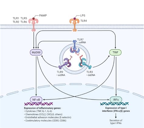 Image result for TLR Signaling Pathway