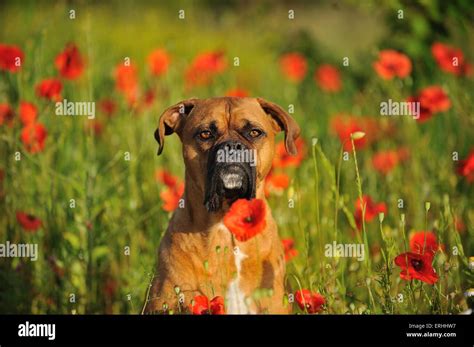 Image result for German Boxer