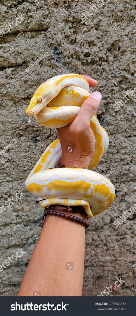 Image result for Motley Reticulated Python