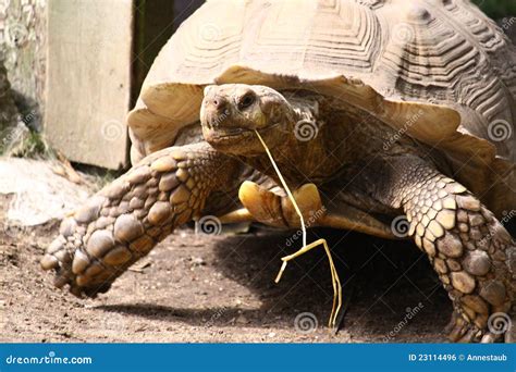 Image result for Large Tortoise