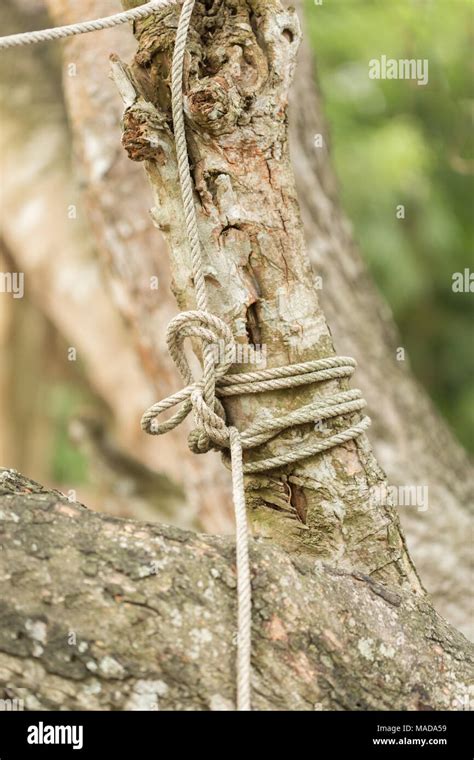 Image result for Spring Pole Knot