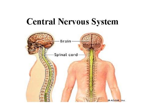 Image result for Central Neuron System