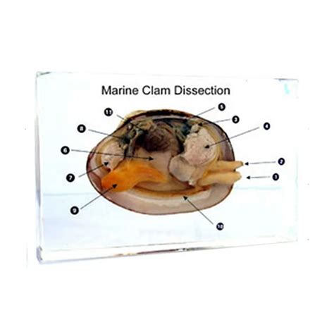 Image result for Clam Dissection