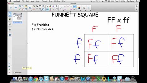 Image result for Punnett Square Tutorial