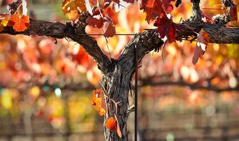 Image result for Grapevine Example