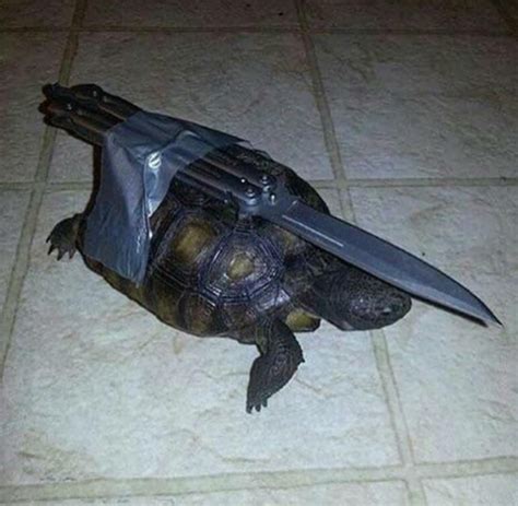 Image result for Cursed Turtle Man