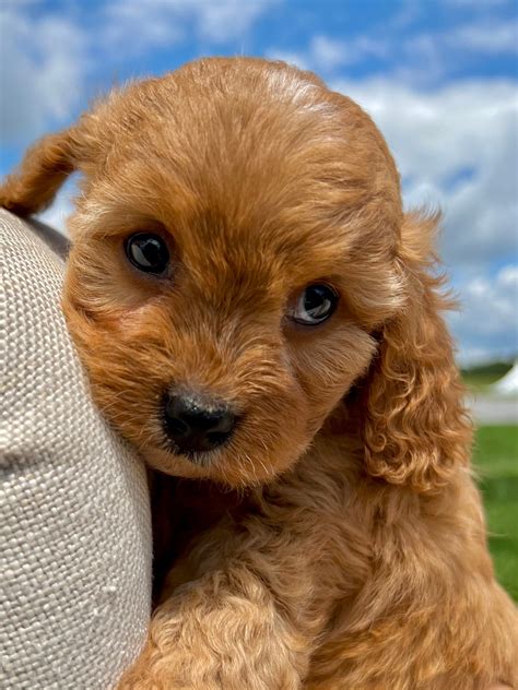 Image result for Sheltie Cavapoo Puppy