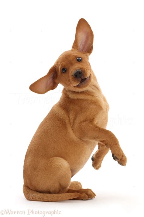 Image result for Grumpy Angry Face Red Lab