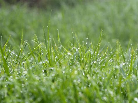 Image result for Lever Method Irrigation