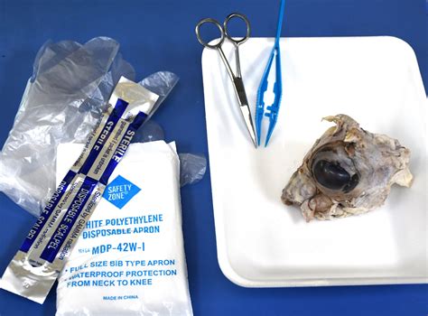 Image result for Cow Eye Dissection