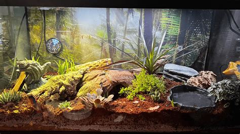 Leopard Gecko Habitat: Your Guide For 2025 | Pet Engineers