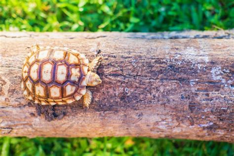 Image result for Turtle in Shell