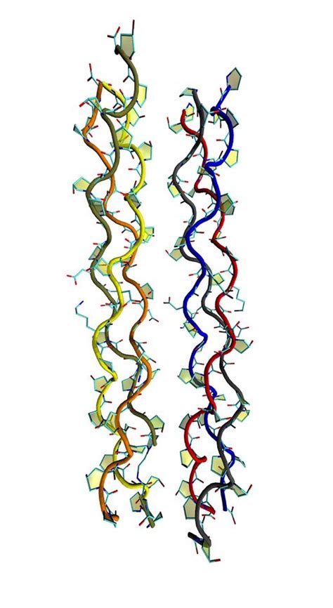 Image result for Collagen Function