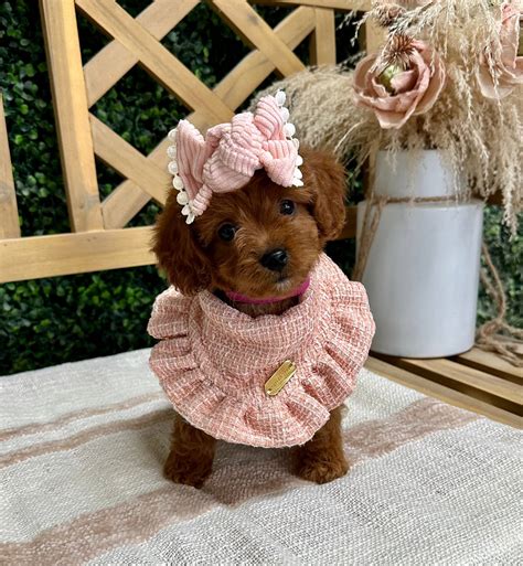 Image result for Red Cavapoo with Light Streaks