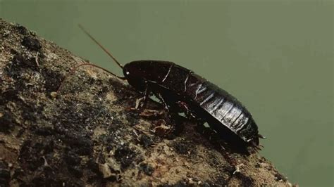 Image result for Cockroach Look Alike