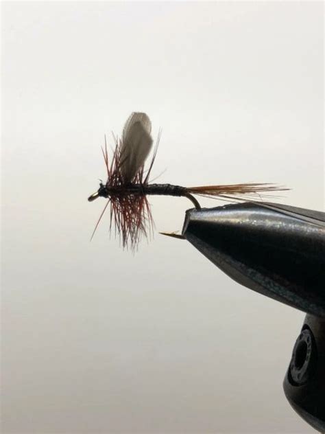 Image result for Red Quill Fly Pattern
