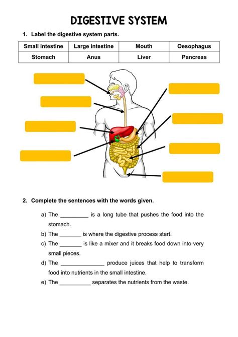 Image result for Homework Digestive System