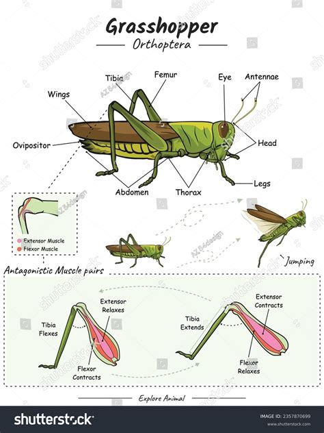 Image result for Grasshopper Structure Tutorials