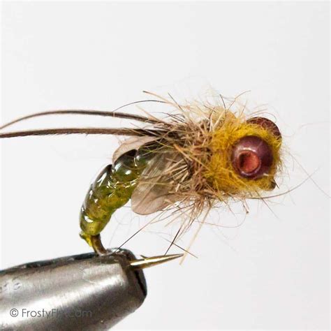 Image result for Caddies Emerger Fly Pattern