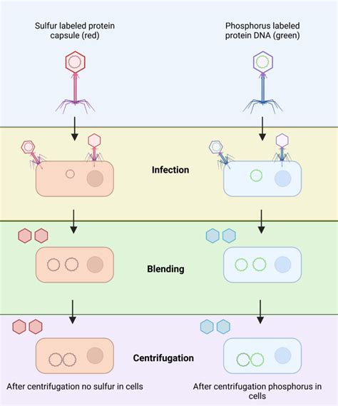 Image result for Operon Structure
