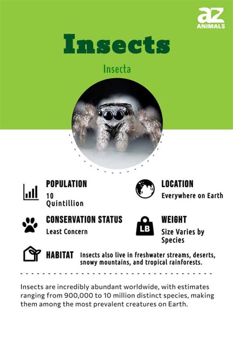 Image result for Insect Facts