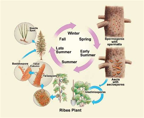Image result for Pear Rust Cycle