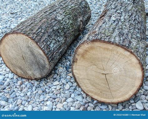 Image result for Multiple Tree Trunks