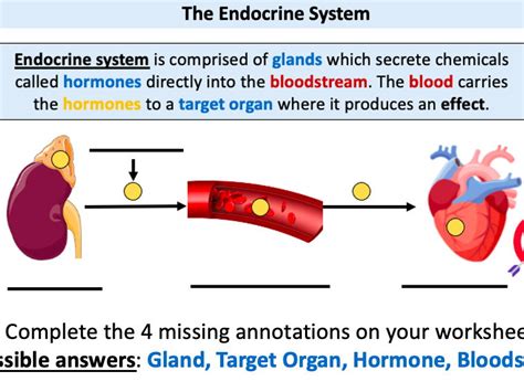 Image result for BrainPOP Endocrine System