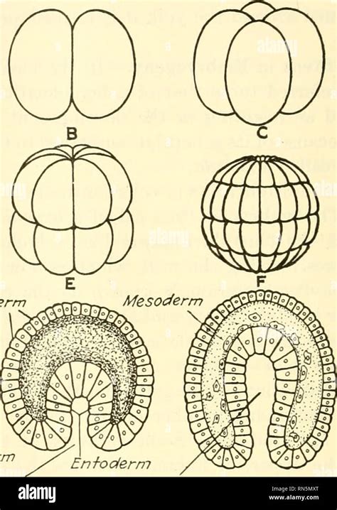 Image result for Blastula Development